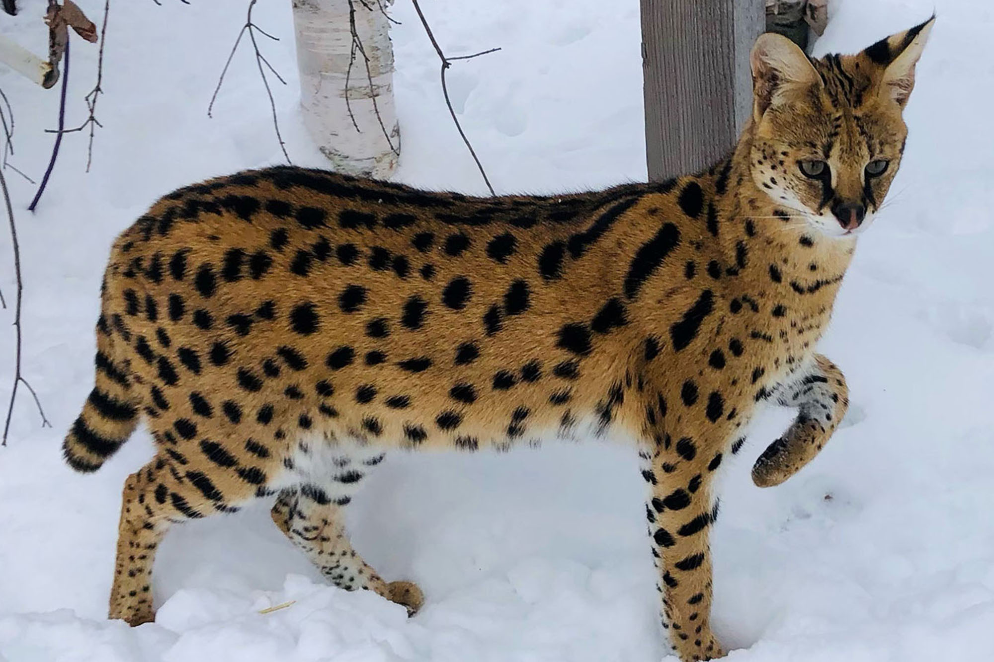 Activité et services - Dormir avec les lions